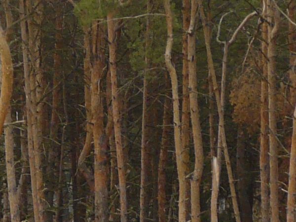 forest side view texture 0028 - Texturelib